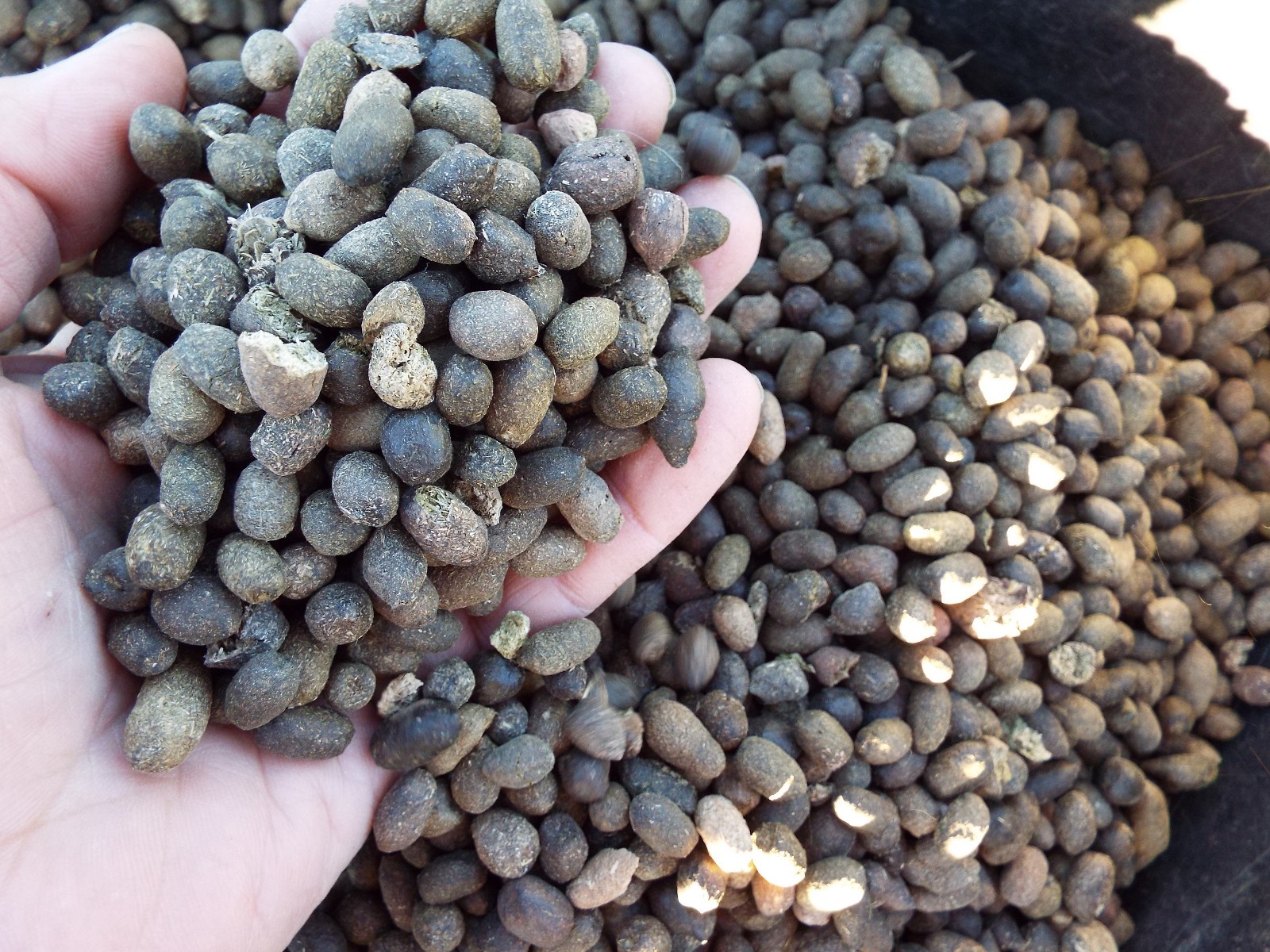 6 Ounces Navajo-Churro Dried Sheep Manure - BULK MANURE | eBay