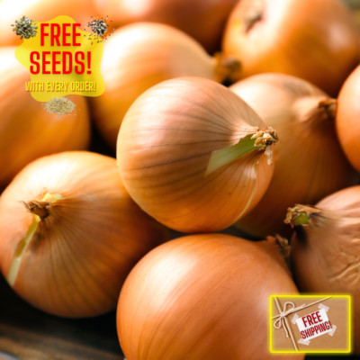 Sweet Vidalia Onion Seeds | Yellow Granex | Heirloom Non-GMO ...