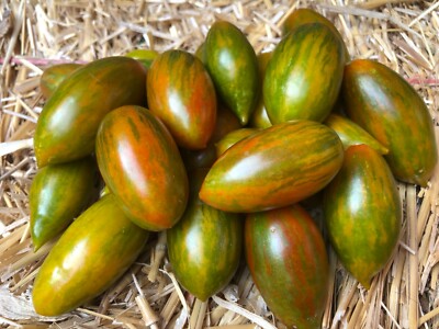 30+ Cherry-Roma Tiger Tomato Seeds Organic Grown USA Heirloom Non-GMO ...