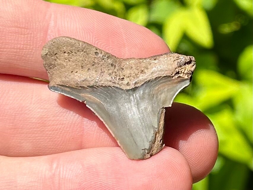 Cretoxyrhina mantelli Fossil Ginsu Sharks Tooth Mississippi Eutaw ...