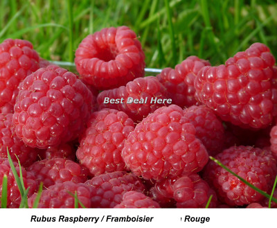 Raspberry Framboise Rouge Fruit Rubus SUPER JUTEUX SUCCULENT SEEDS ...