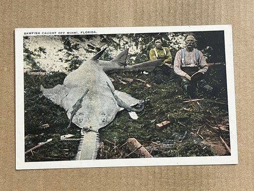 Postcard Miami FL Florida Sawfish Fishing Vintage PC | eBay