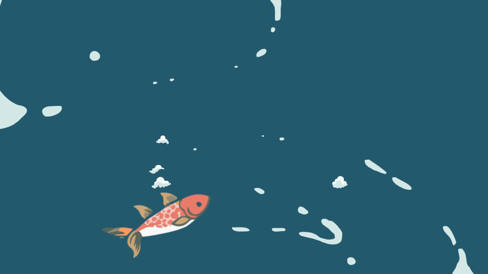 L155 Adonis Pleco / Acanthicus Adonis - 1.5"-2” Live Fish Healthy ...