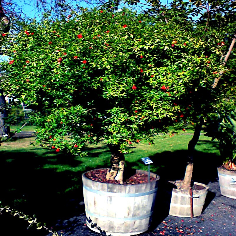 20 DWARF Pomegranate Tree Seeds (Punica granatum) Nana Garden Fruit ...