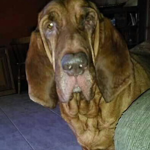 Bloodhound Bazaar | eBay Stores