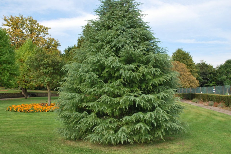 Deodar cedar, Himalayan Cedar, Cedrus deodara - 20 Sementes | eBay