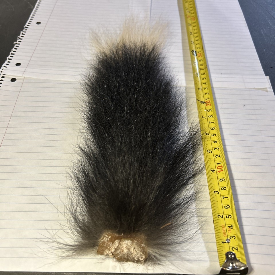 Real untanned Super Premium XXL Skunk Tail bone in. Real Fur naturally ...