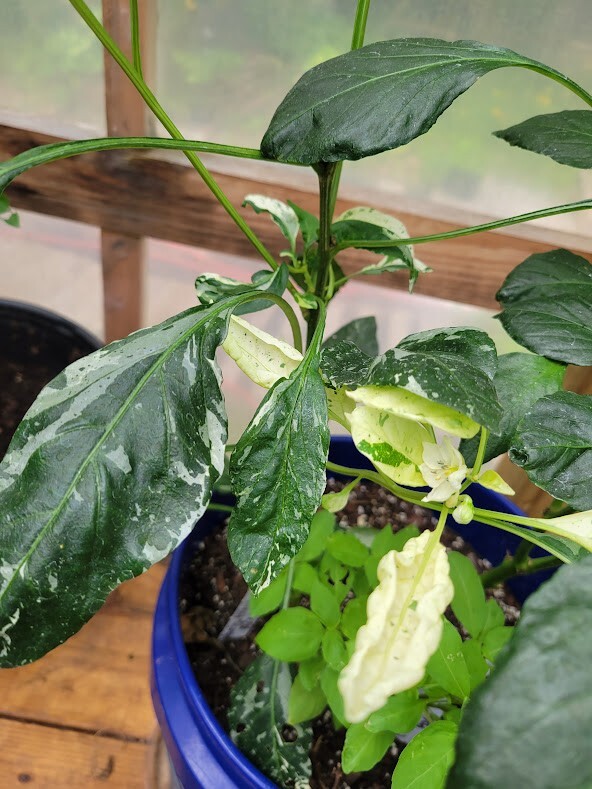 Variegated Baby BELL Pepper Seeds Mini Peppers Unique Creek Homestead ...