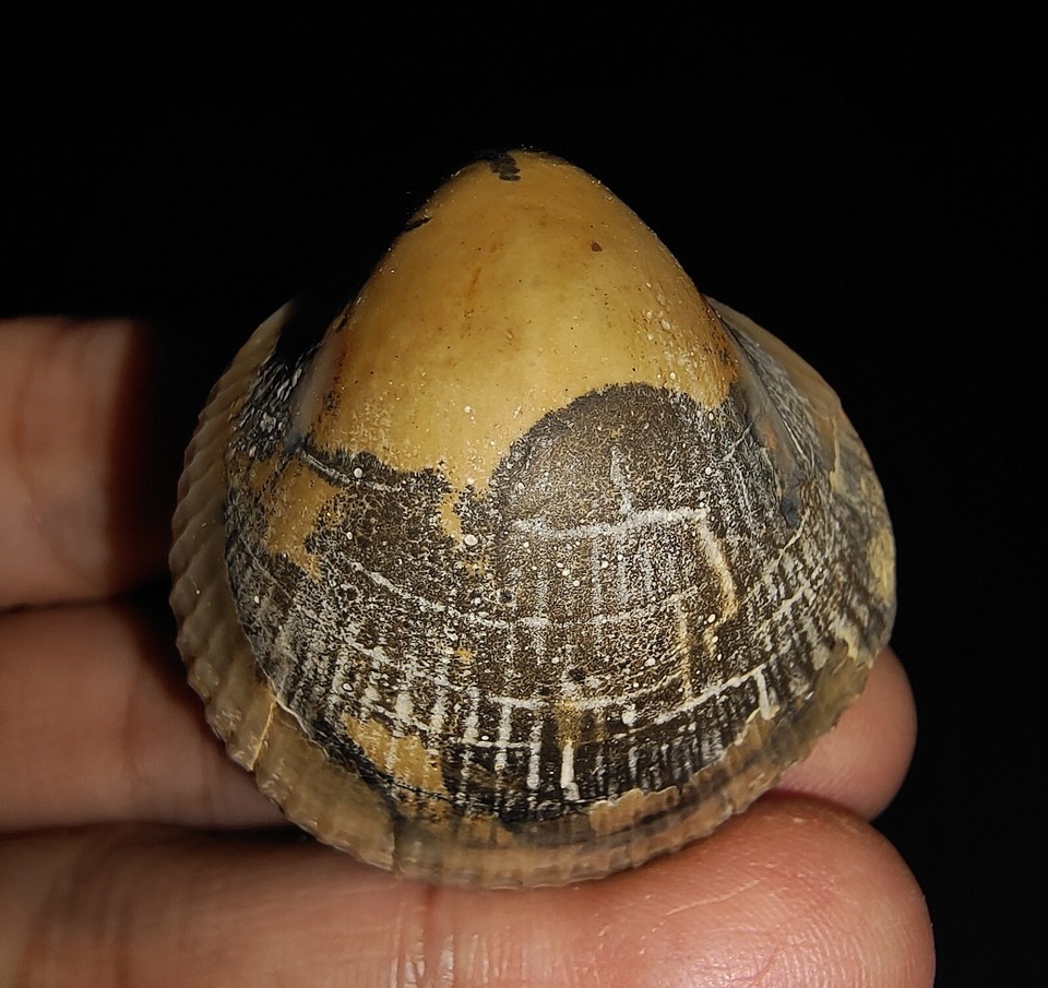 SEA SHELL MOLLUSCA, CLAM FOSSIL, BIVALVIA CARDIDAE FROM JAVA, INDONESIA ...