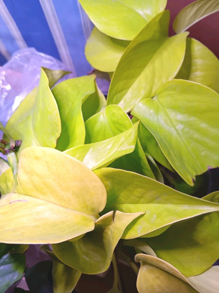 Potho Plant Cutting Golden Neon | eBay