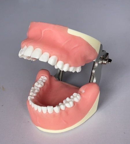 Maxillary+Mandibular Tooth Extraction Practice Model Dental Typodont ...