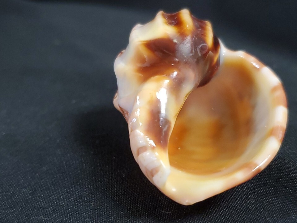 Harpa Conoidalis Lamarc, 1822 HAWAII 61.2mm VERY RARE SHELL | eBay