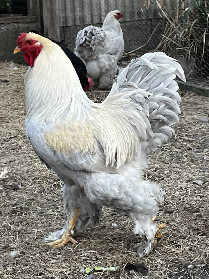 GIANT Isabel Brahma Hatching Eggs‼️ 12+ 2 ️Rare | eBay