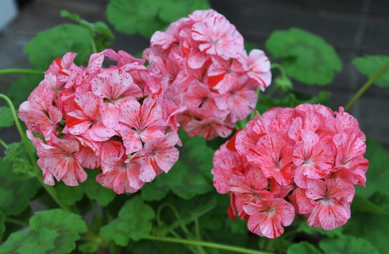 Geranium F1 Raspberry Ripple x10 seeds (M) | eBay UK