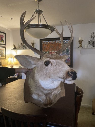 10 Point Mule Deer Shoulder Mount Super Price Excellent Condition | eBay