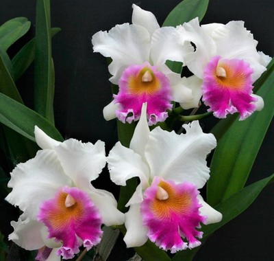 Rare Cattleya Orchid - Blc Hillary Rodham Clinton 'First Lady' HCC/AOS ...