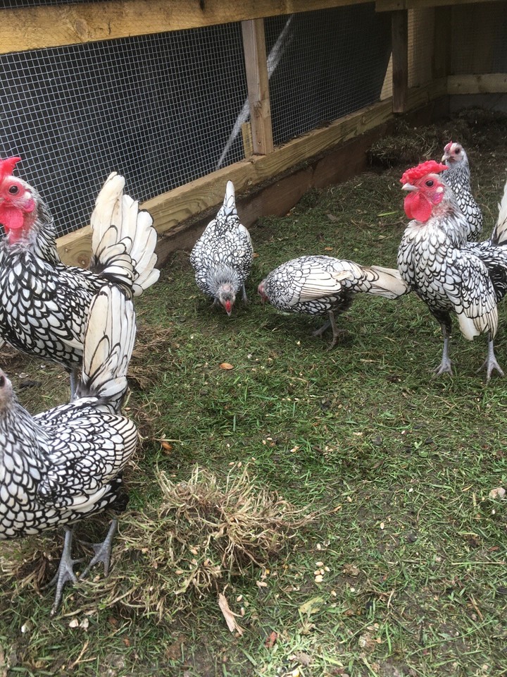 6 X Silver Sebright Bantam Egg Pure Breed Show Quality | eBay UK