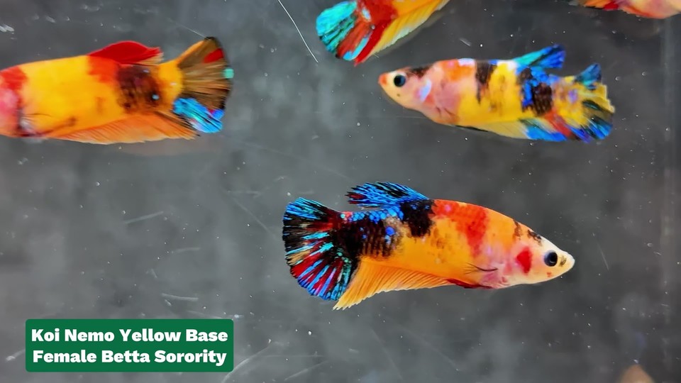 Koi Nemo Yellow Base Female Betta Sorority | Successful Sorority Pack ...