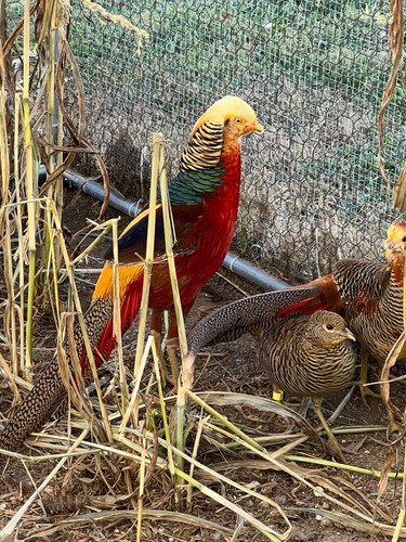 9 Red Golden Pheasant Fertile Hatching Eggs(Laying Now!) | eBay