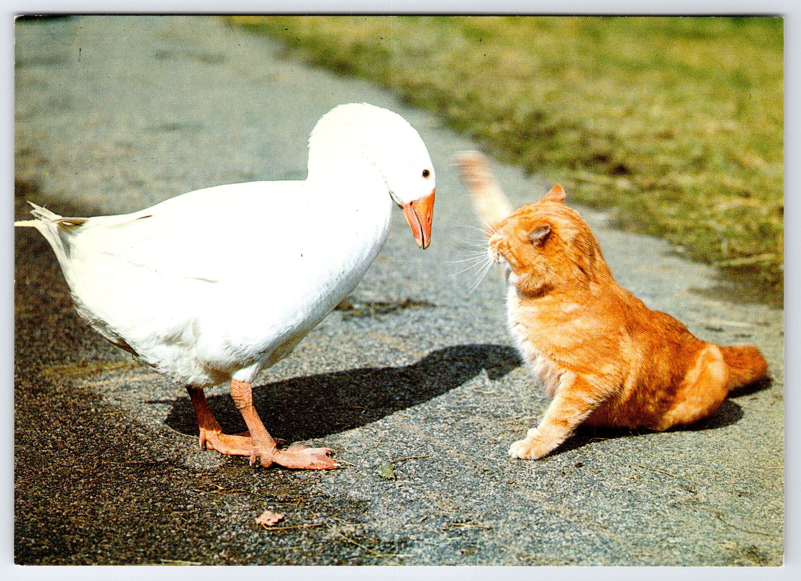 [OS3] Postcard 6x4 Unused, Cat and Goose | eBay