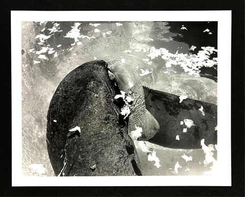 1992 Miami Sea World Orphaned Baby Manatee Nursing Adopted By Kasha ...