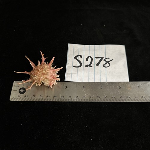 Seashell Angaria vicdani GIANT 69.85 (S278) | eBay