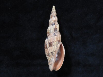 Sea Shell Lyria lyraeformis 105.2mm ID#7459 | eBay