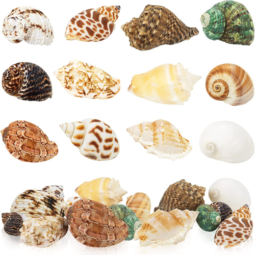 Hermit Crab Shells Medium Large 12PCS Growth Turbo Seashells Opening 0. ...