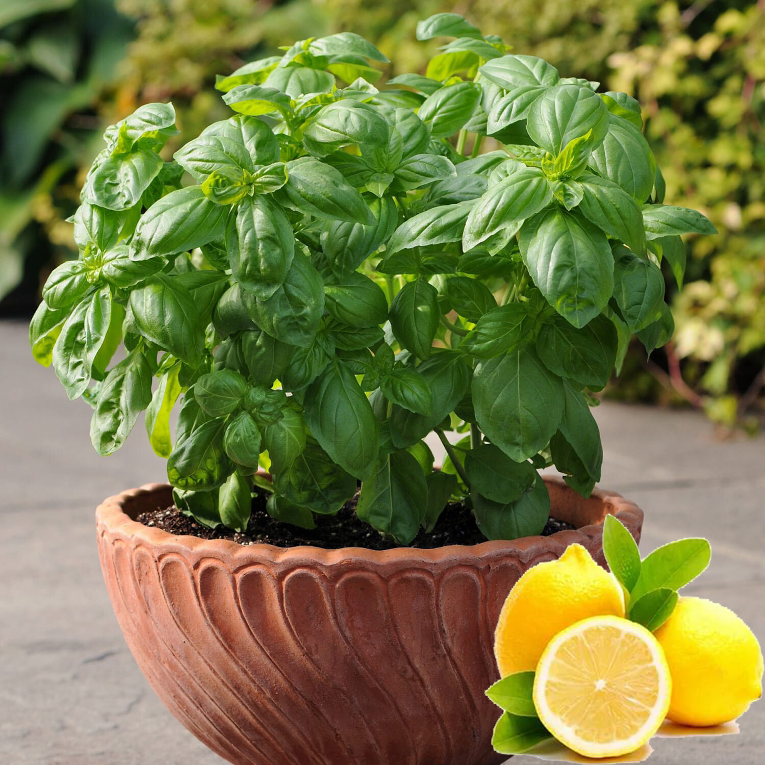 Lemon Basil Plant