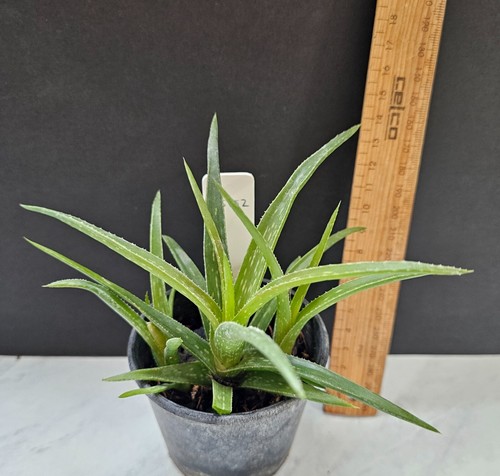 ALOE "firebird" Established succulent plant. Very hardy + 2 offsets ...