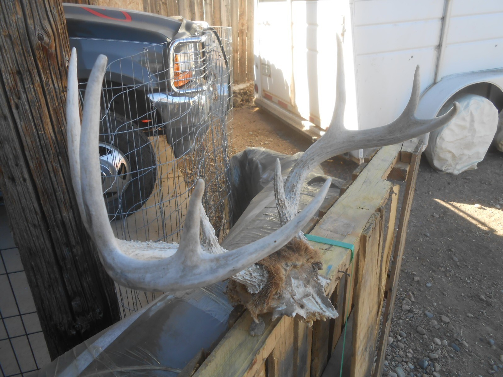 Craft WHITETAIL DEER RACK 5x4 Antlers mule mount taxidermy elk moose | eBay