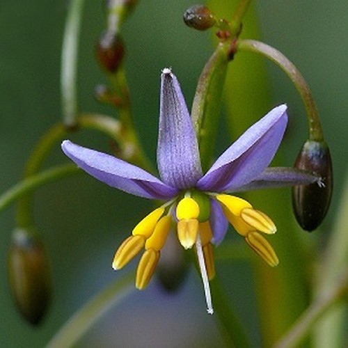 Dianella caerulea - Paroo Lily / Blue Flax Lily - 50 Seeds | eBay Australia