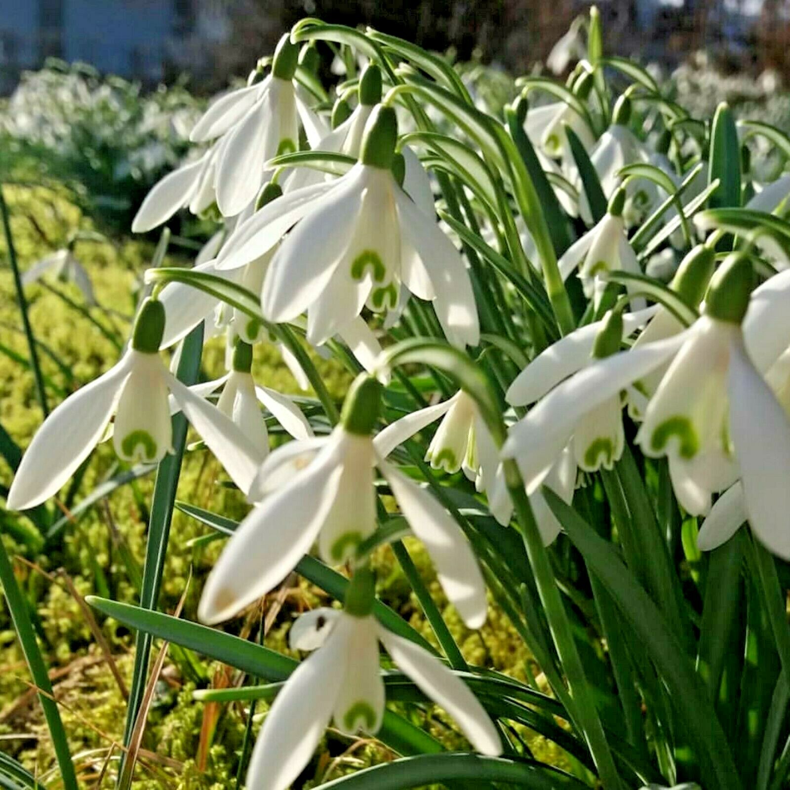10 SINGLE SNOWDROP & 10 BLUEBELLS IN THE GREEN spring Flowering Bulbs ...