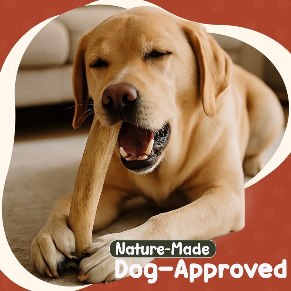 9" Elk Antler Dog Chew – C Grade XL Natural Dog Treat or Craft Supply ...