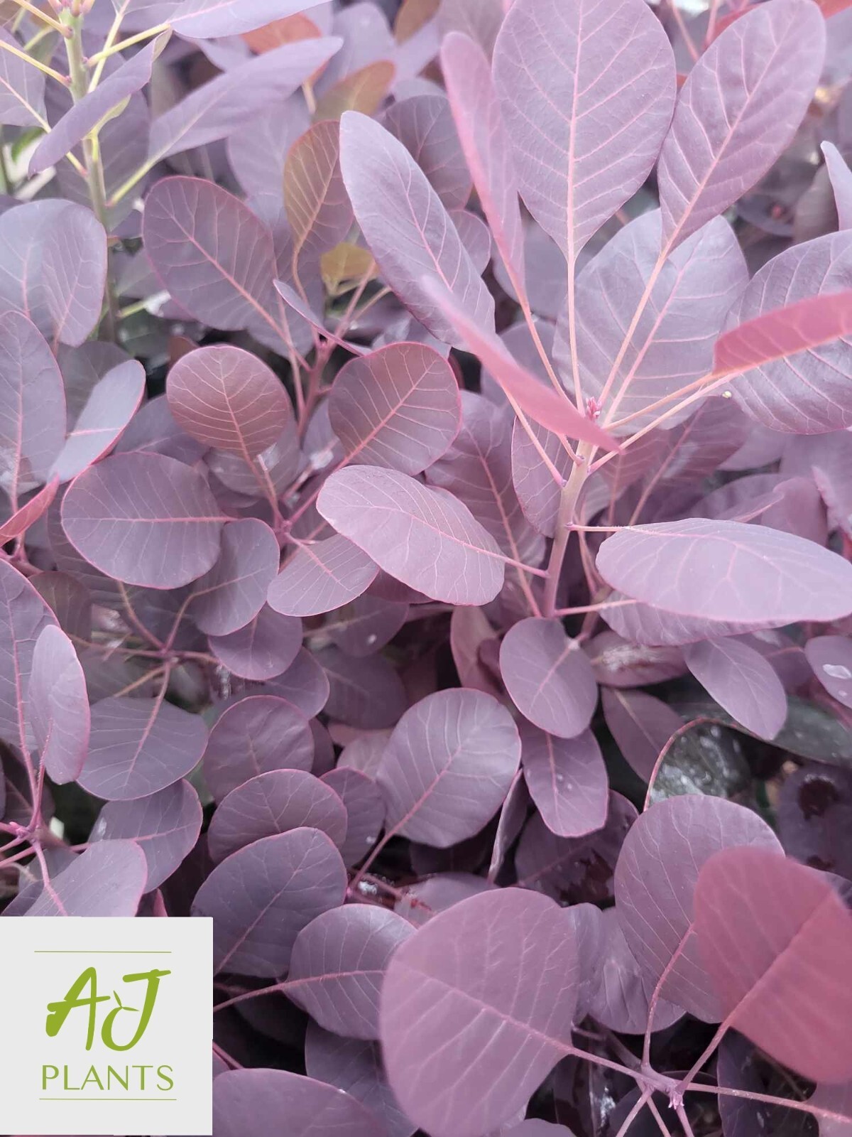 Cotinus coggygria Lilla - Smoke Bush - 30-40cm - 3 Litre Pot - Potted ...