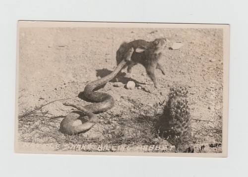 Postcard RPPC Rattlesnake Killing Rabbit Snake Hare Doubleday 841 | eBay