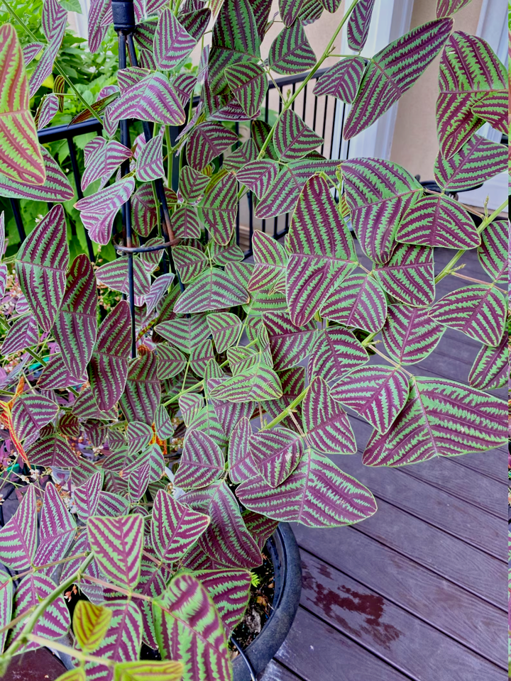 Rare Bold COLOR Organic LARGE LEAF Christia Obcordata Butterfly Wing ...