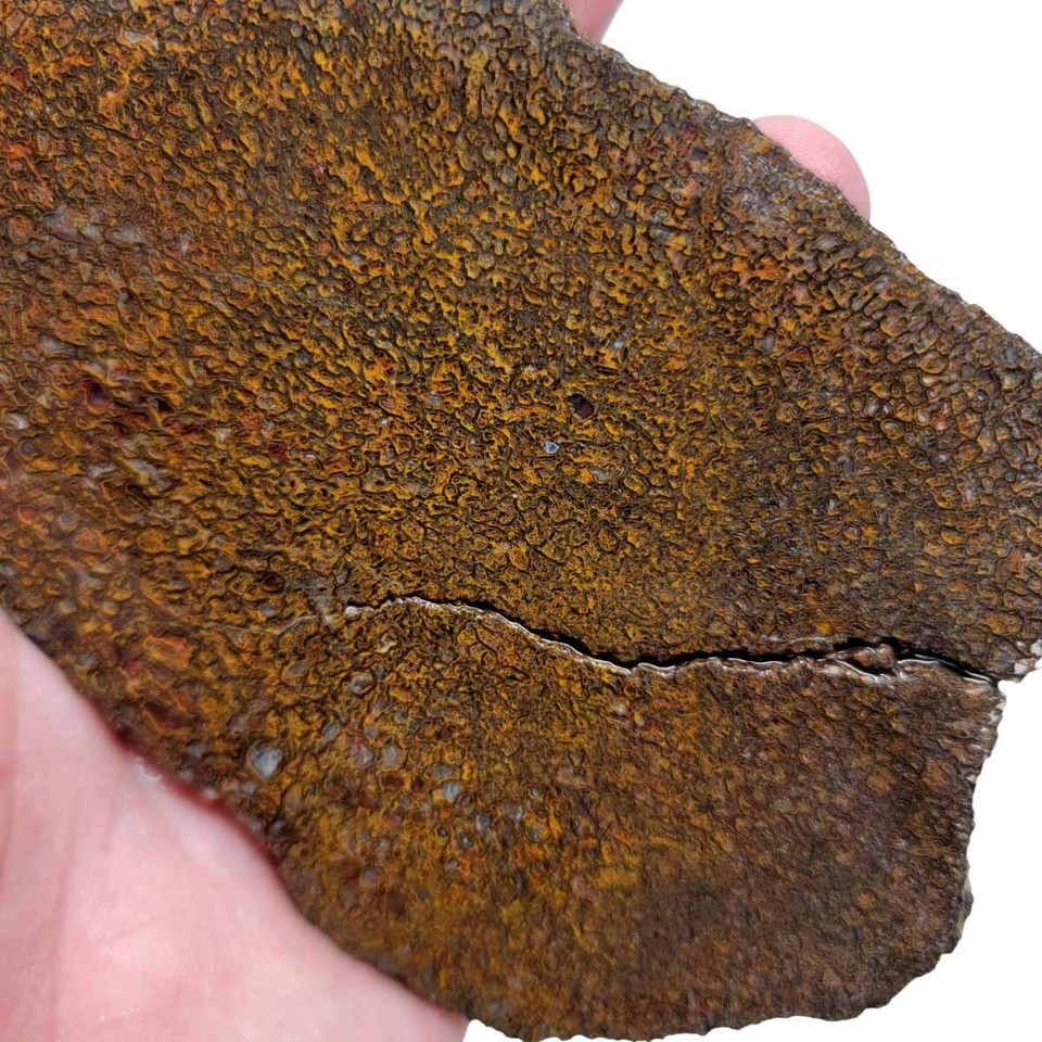 Fossil Gem Dinosaur Bone Slab! Gem Dino Bone Slab! | eBay