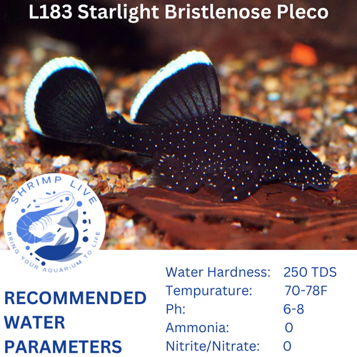 1x L183 STARLIGHT PLECO 20 +2 Mix Color Neocaridina Shrimps Live ...