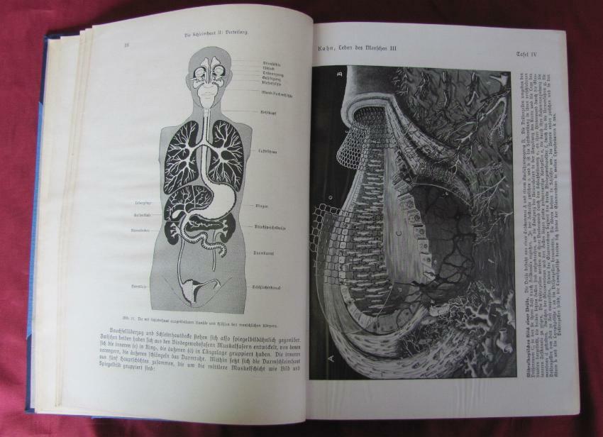 1927 VINTAGE GERMAN MEDICAL BOOK – HUMAN ANATOMY BIOLOGY & PHYSIOLOGY ...