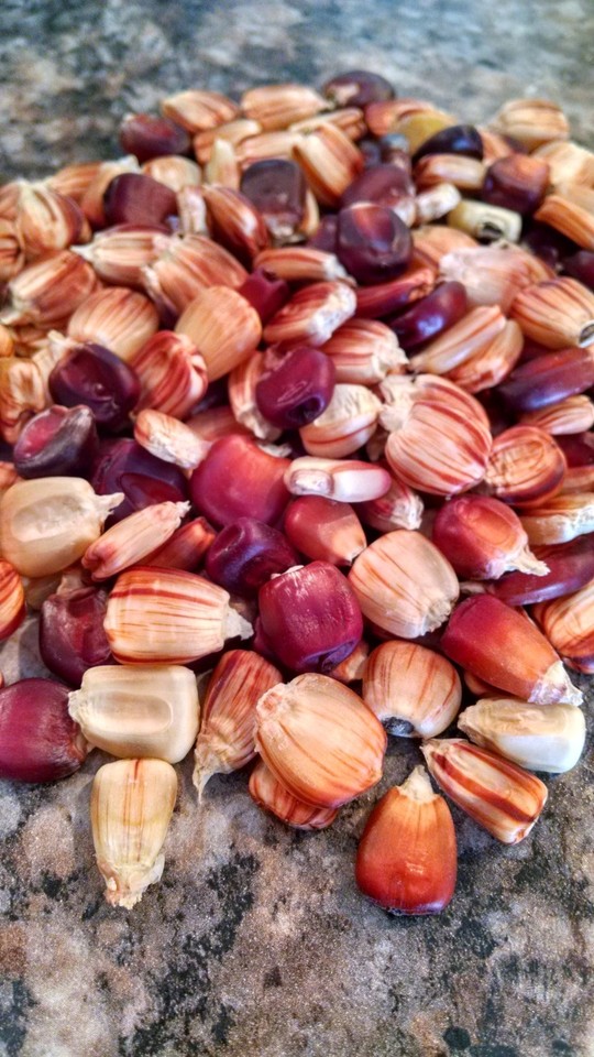 1 LB Speckled Corn Seed Hop McConnell Dent Variety Open Pollinated NON ...