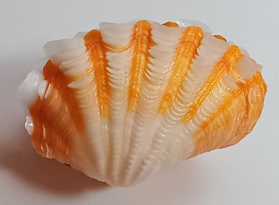 Sea shell bivalvia squamos 61.2mm, gem, very nice colored body, perfect ...