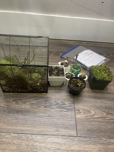 Live Carnivorous Plant Bundle – Terrarium, Nepenthes, Sundews & Pitcher ...