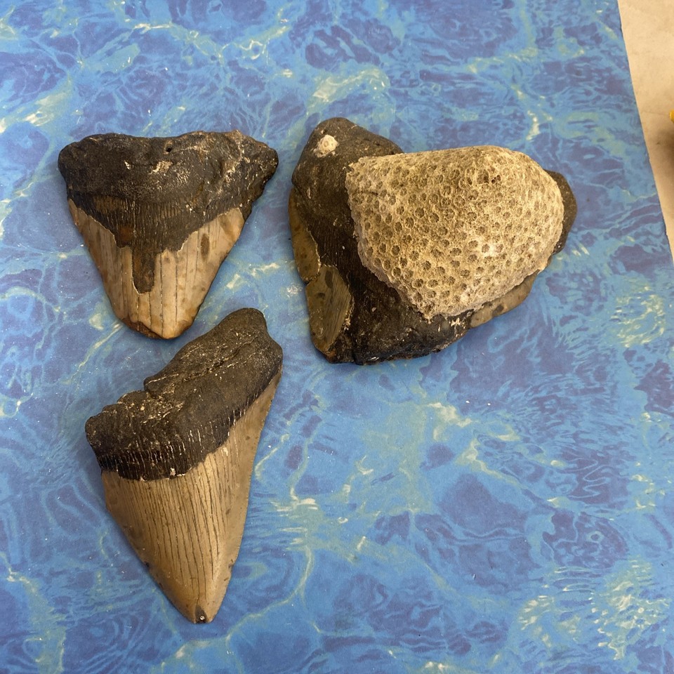 MEGALODON SHARK TEETH 1 POUND FRAGS TEETH MEG SCUBA DIVER DIRECT FOSSIL ...