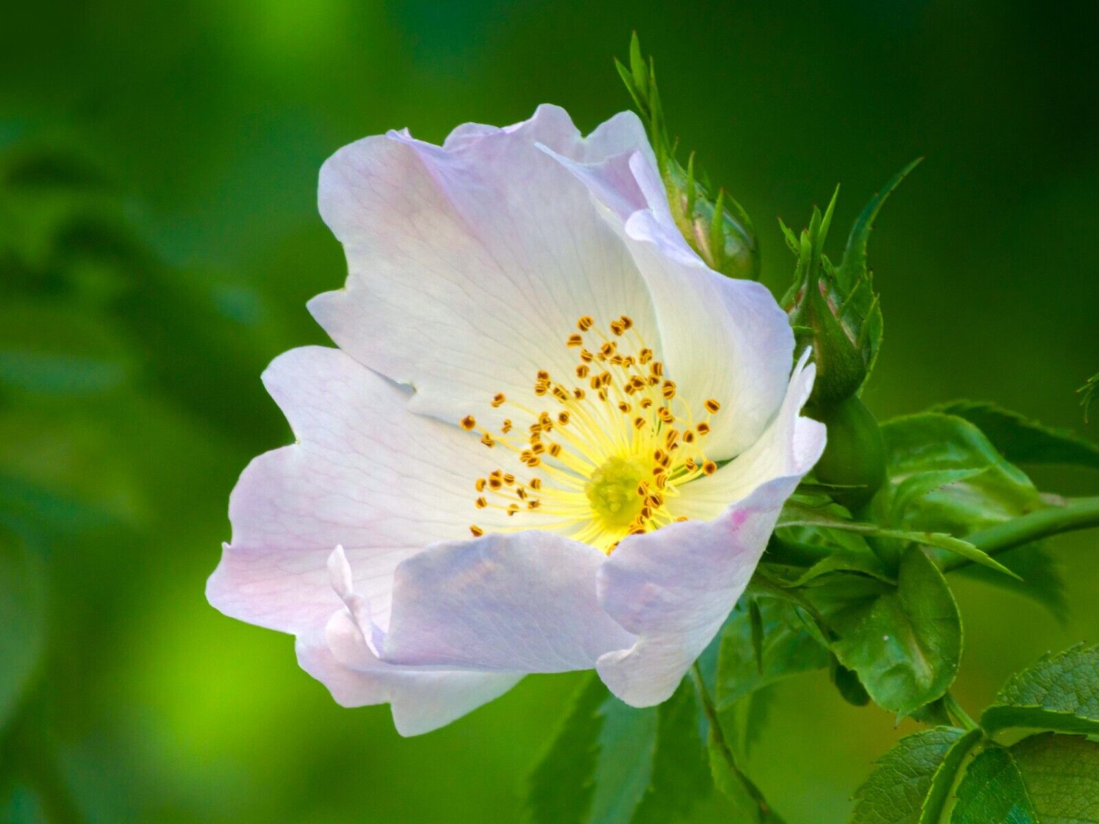 Dog Rose Rosa native bare root hedge tree saplings whips hedging plants ...