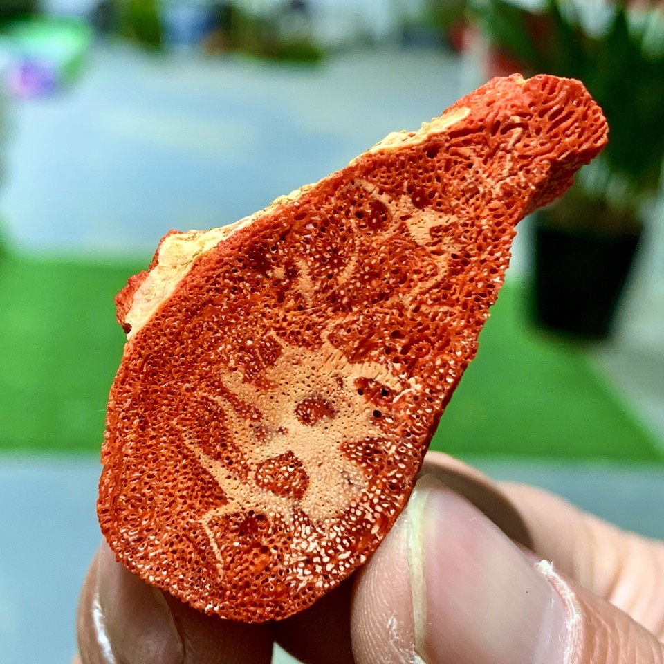 7G Natural Red coral reef Cluster Ocean Mineral Crystal Specimen | eBay