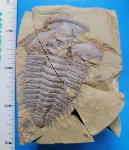 Cambrian China Chengjiang Trilobite Eoredlichia, 2 1/4", on Matrix, No ...