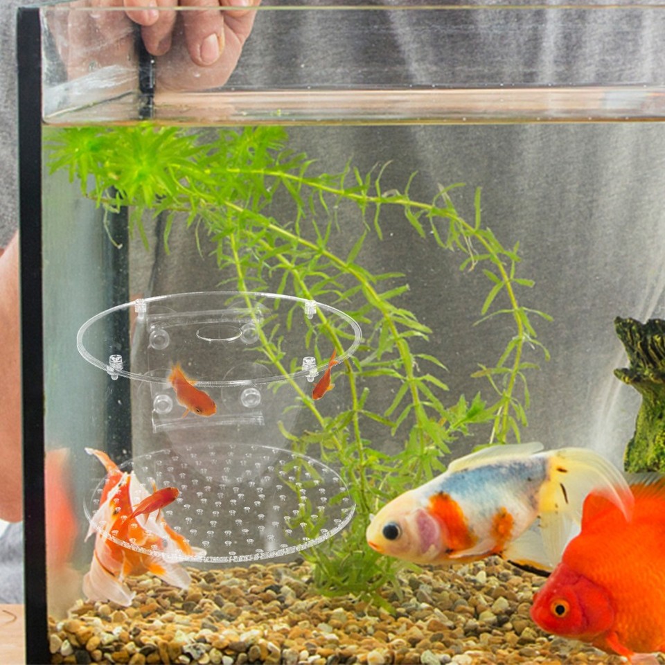 Fish Breeding Box Container Hatching Isolators Small Isolation Tank | eBay