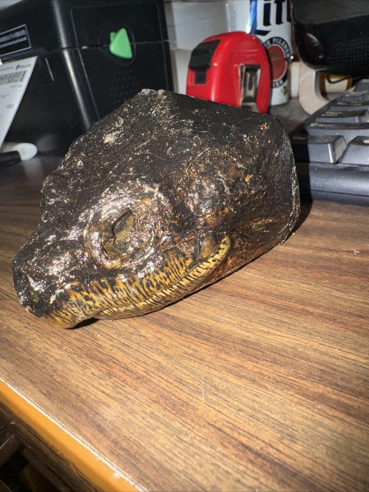Snapping Turtle Head Taxidermy | eBay