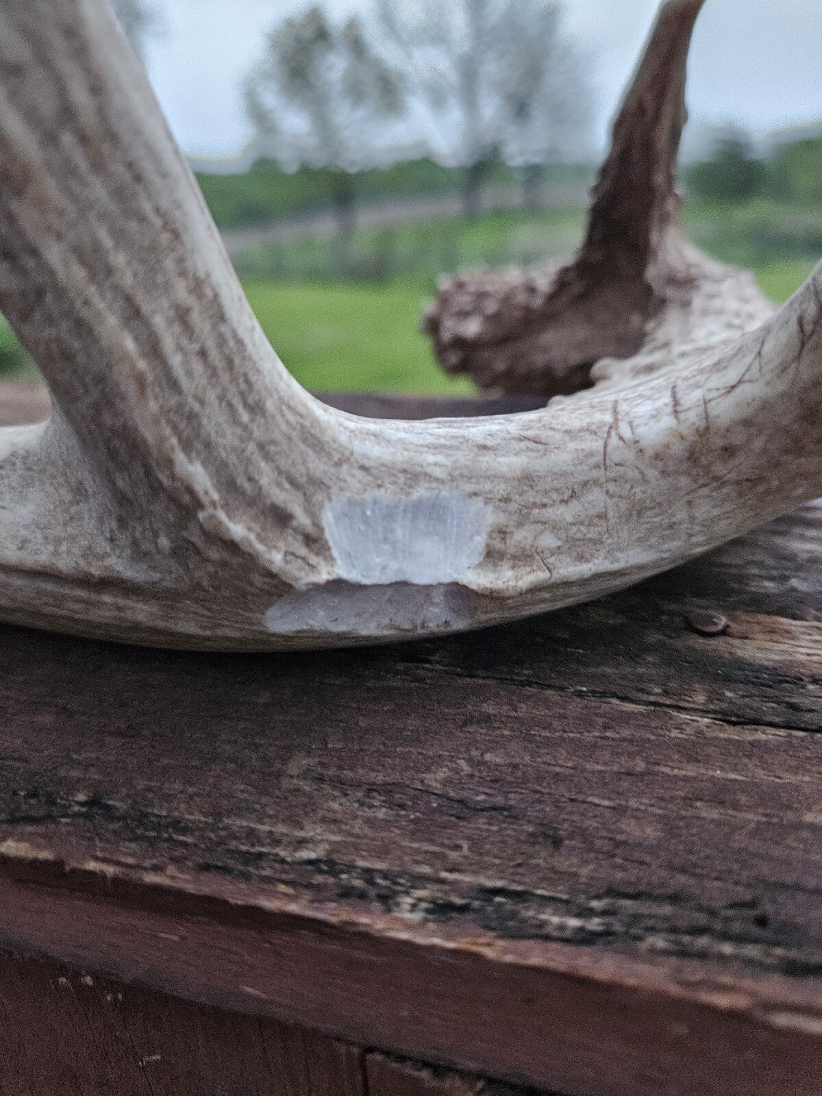 Wild Whitetail Deer Antler Shed Horn Rack Decor Craft 5 Point Typical ...